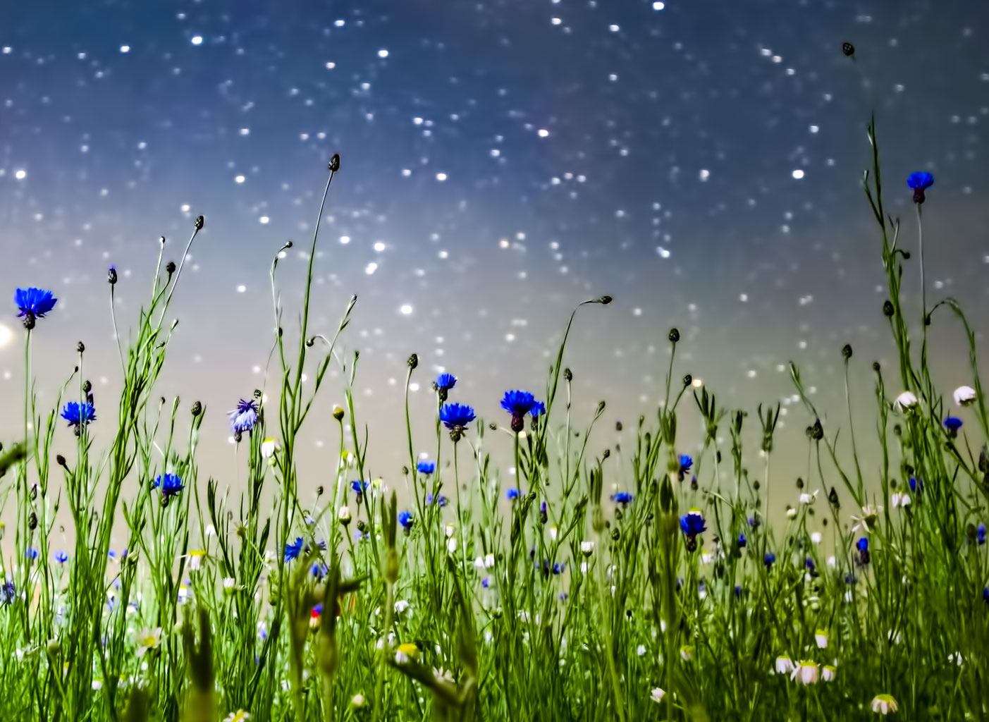 Isle of Wight - Spring 2019 - twilightwightphotography