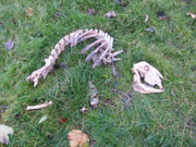 Die Stabschleuder (Fustibal) - Die Schleuder gestern und heute. Ein ...