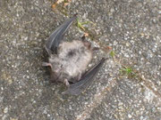 Die Stabschleuder (Fustibal) - Die Schleuder gestern und heute. Ein ...