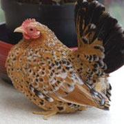 Black Tail Buff Japanese Bantam