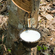 Kautschukgewinnung in Thailand - Urlaub in Thailand erleben