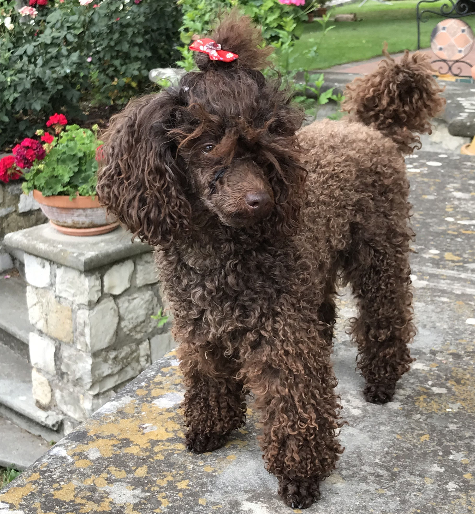 Toy-Pudel - intelligent, ausgeglichen, fröhlich - pudel-im-allgaeus ...