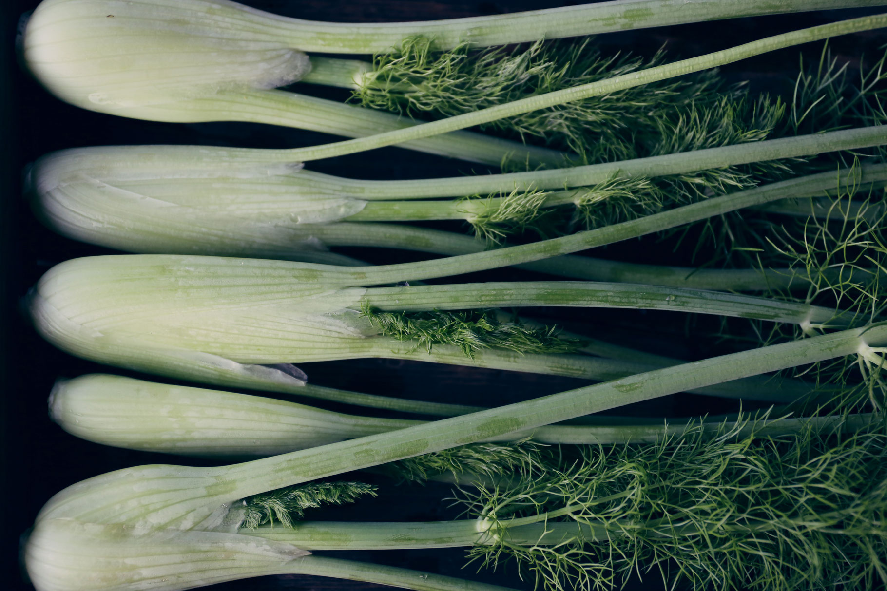 スティックフェンネル（Stick Fennel） - 千葉県柏市Yoshino Herb Farm
