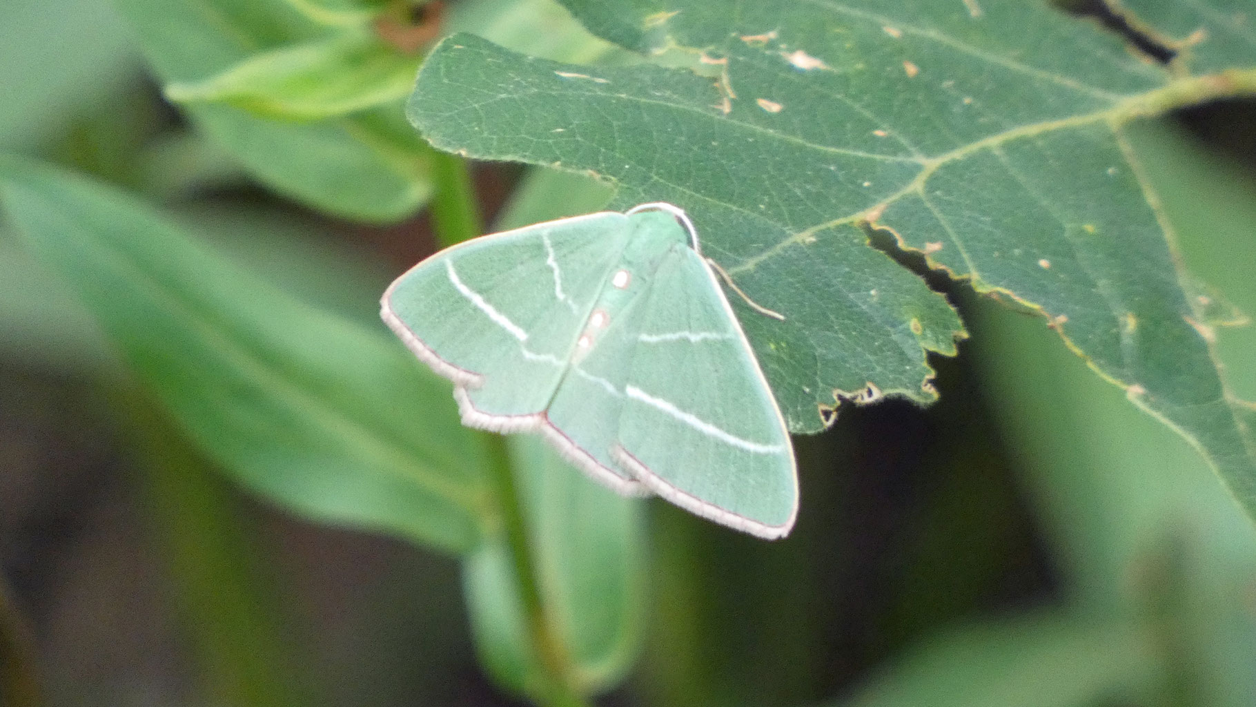 A Few New Mexico Moths - dogofthedesert
