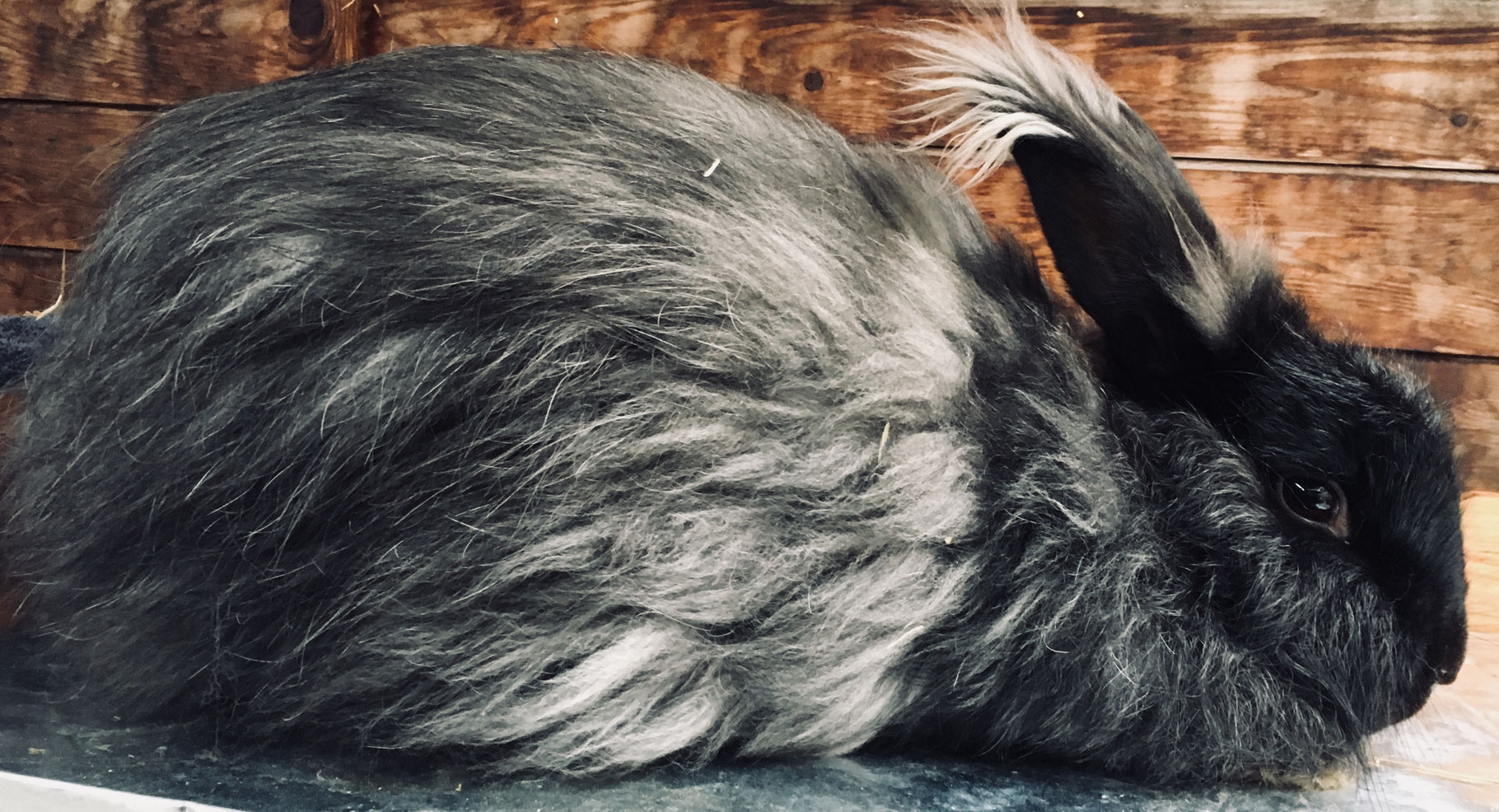 Angora CH - kuschelfasern