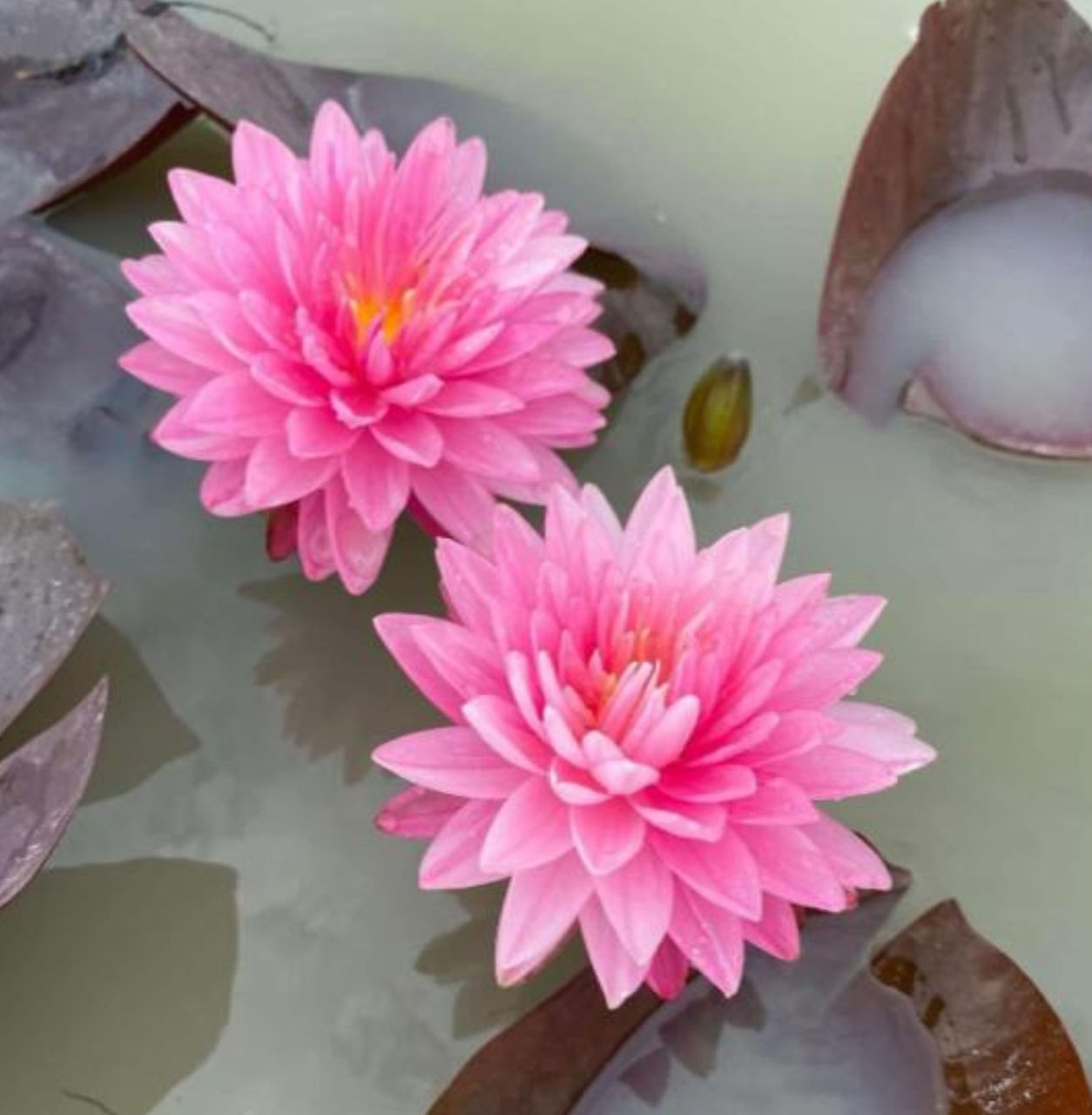 Nymphaea Suvimal - Lotusland | Seerosenfarm