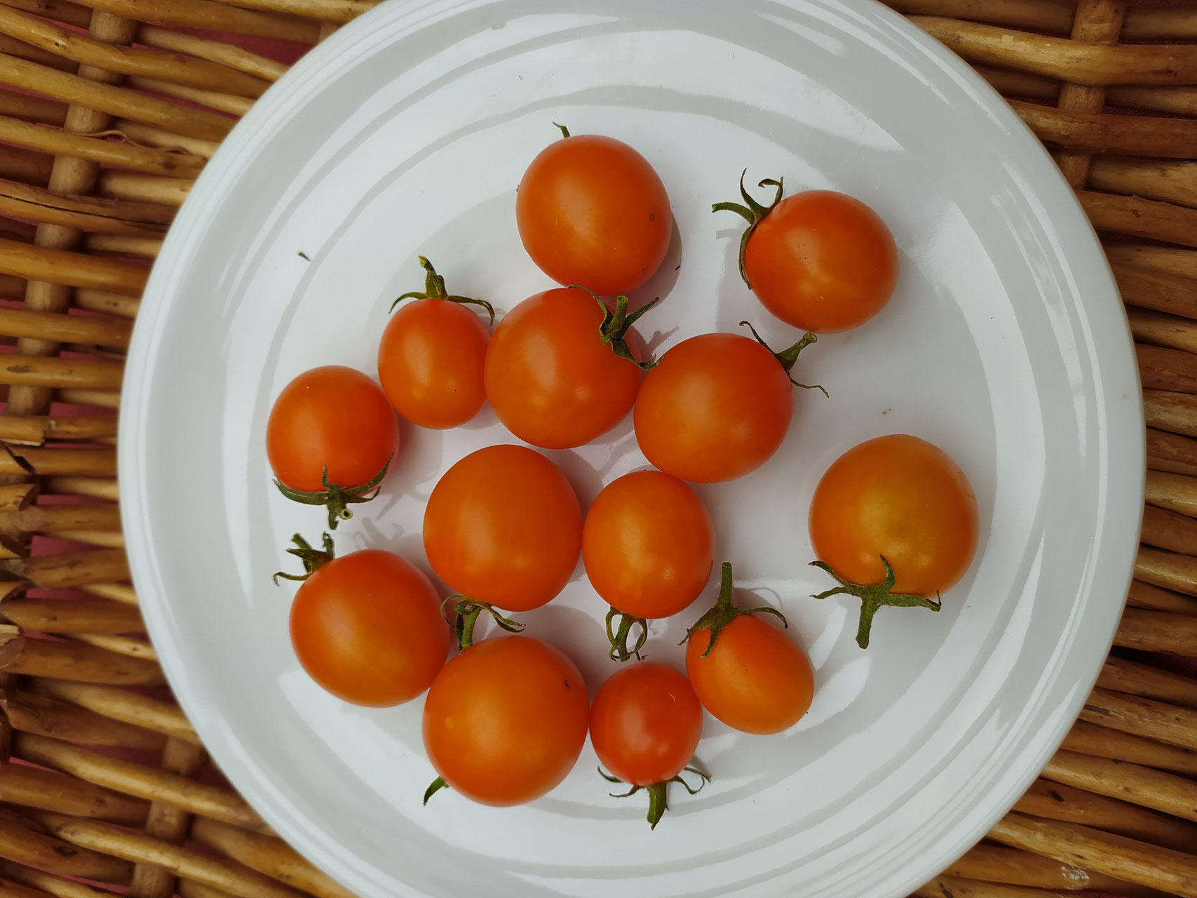 Buschtomaten - himmlischesaatens Webseite!