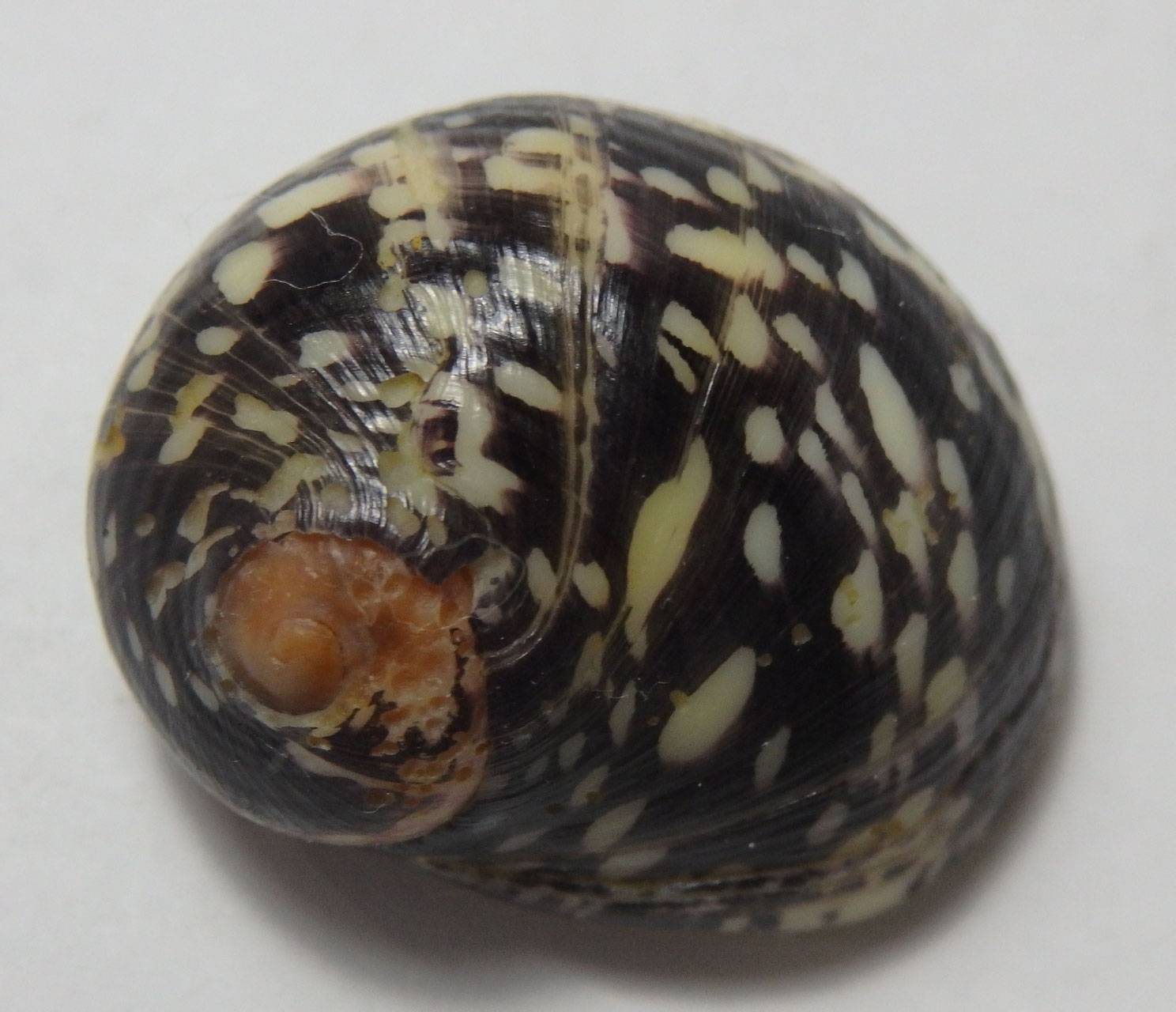 Neritidae - www.edspalshells.com