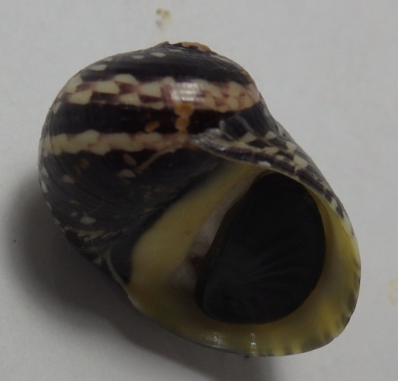 Neritidae - www.edspalshells.com