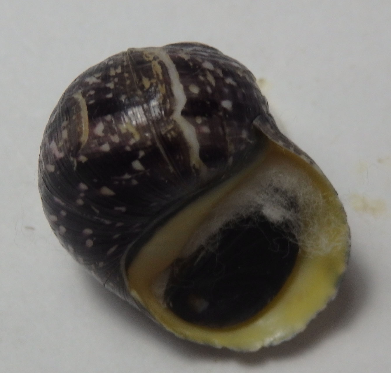 Neritidae - www.edspalshells.com