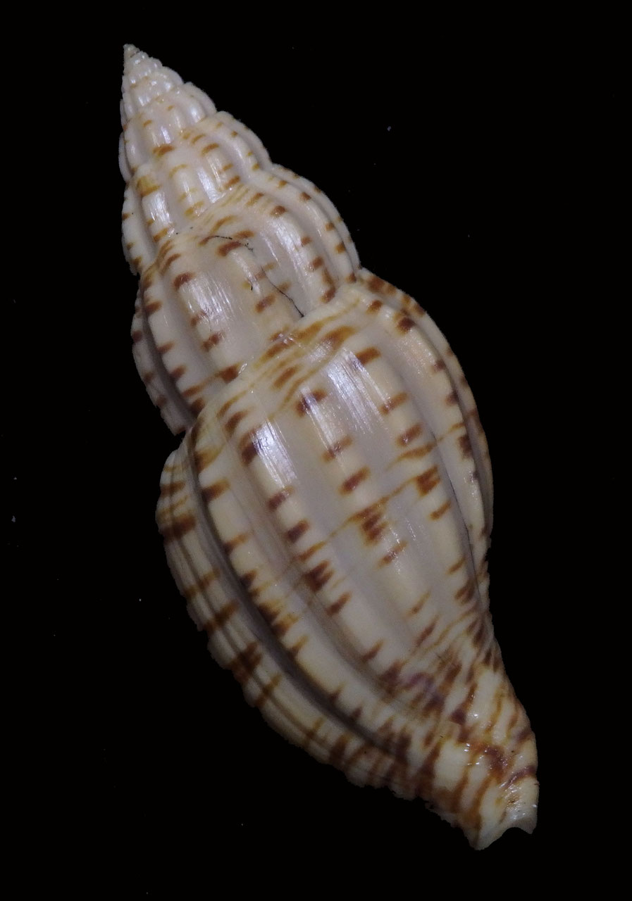 Volutidae - www.edspalshells.com