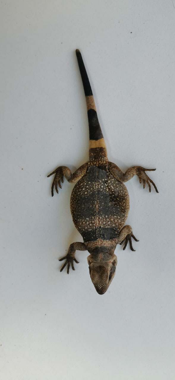 Leguane/Anolis - Tropen & Exoten Freiburg