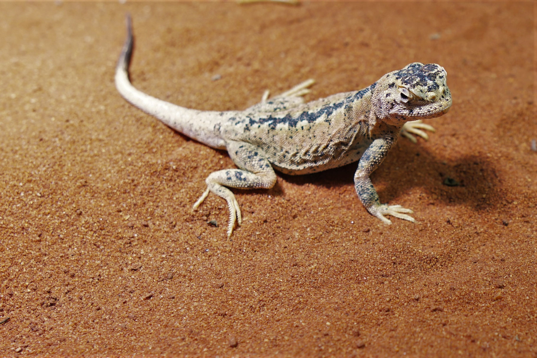 Agamen - Tropen & Exoten Freiburg