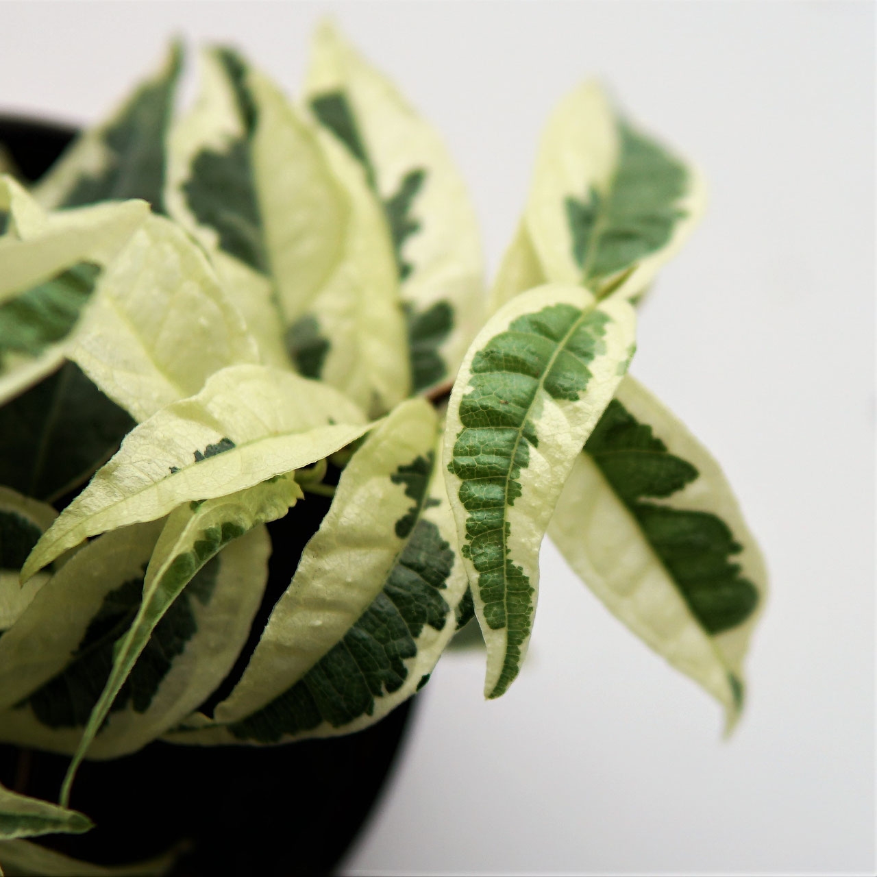 Bodendecker & Ranken - Tropen & Exoten Freiburg