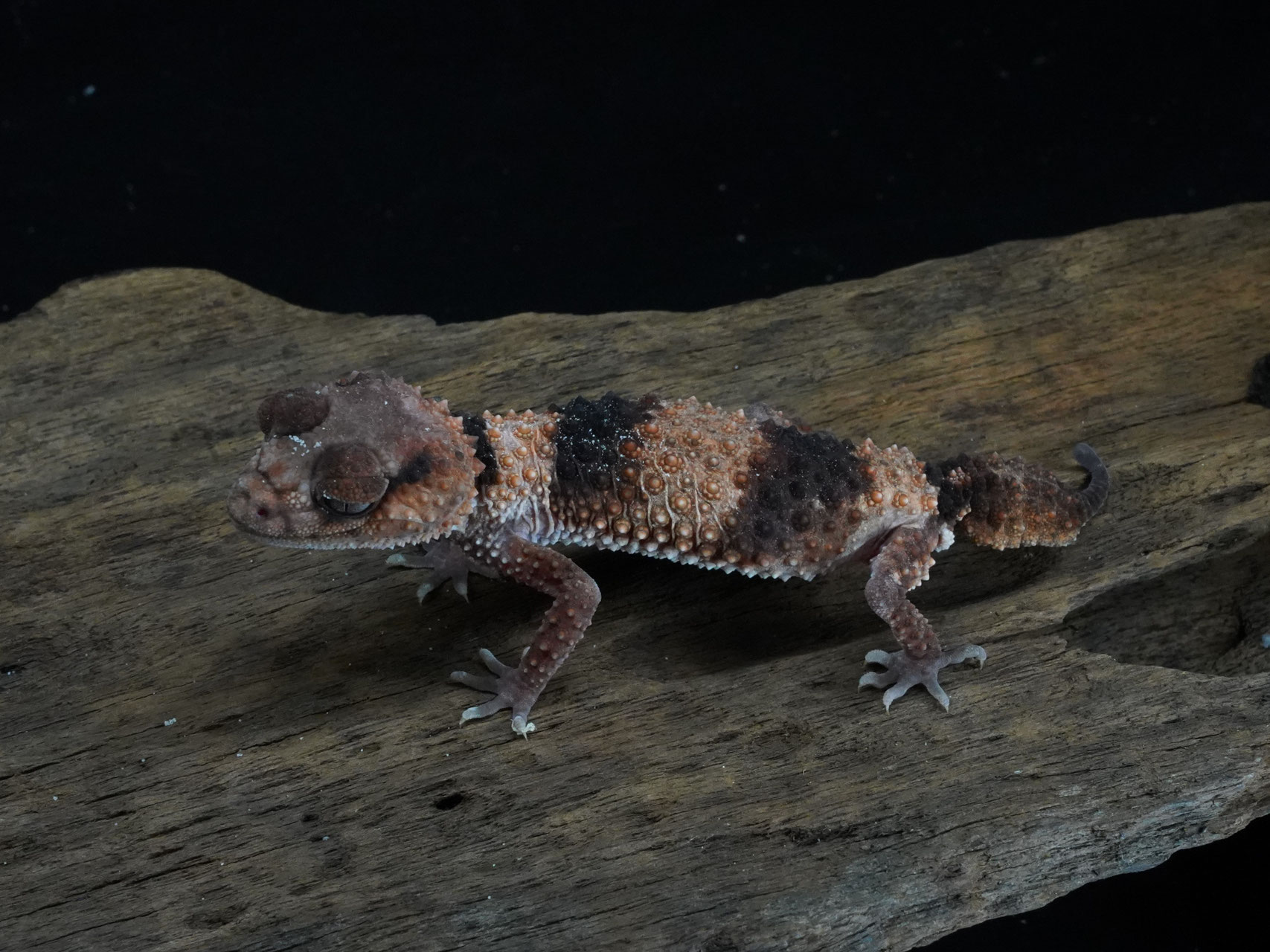 Geckos - Tropen & Exoten Freiburg