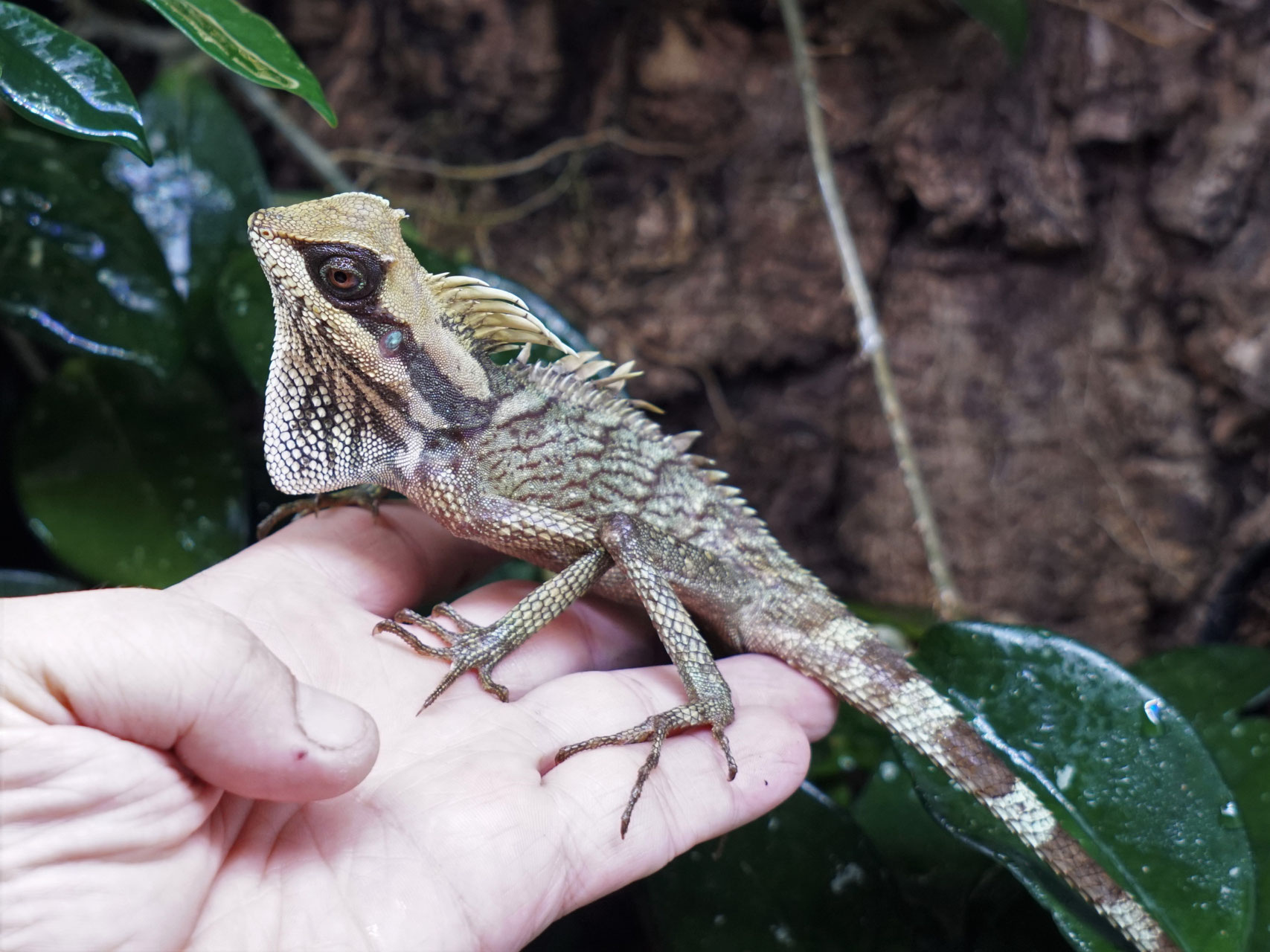 Agamen - Tropen & Exoten Freiburg