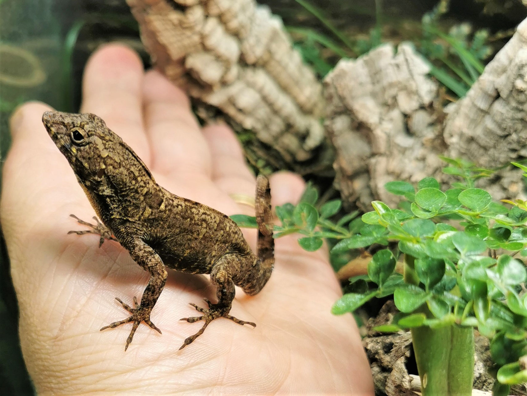 Leguane/Anolis - Tropen & Exoten Freiburg