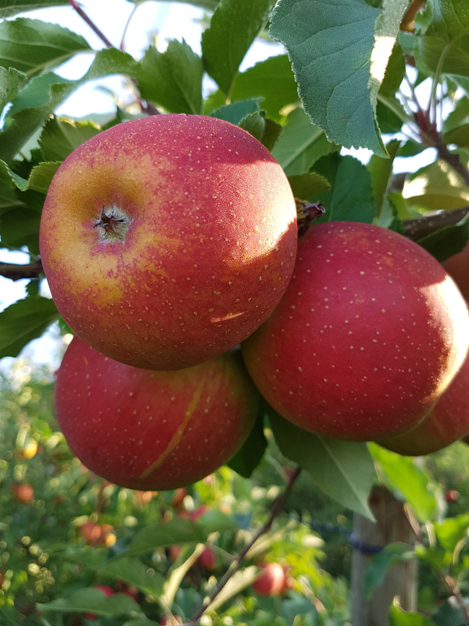 Bodenseeäpfel aus eigenem Anbau - Obsthof Strodel