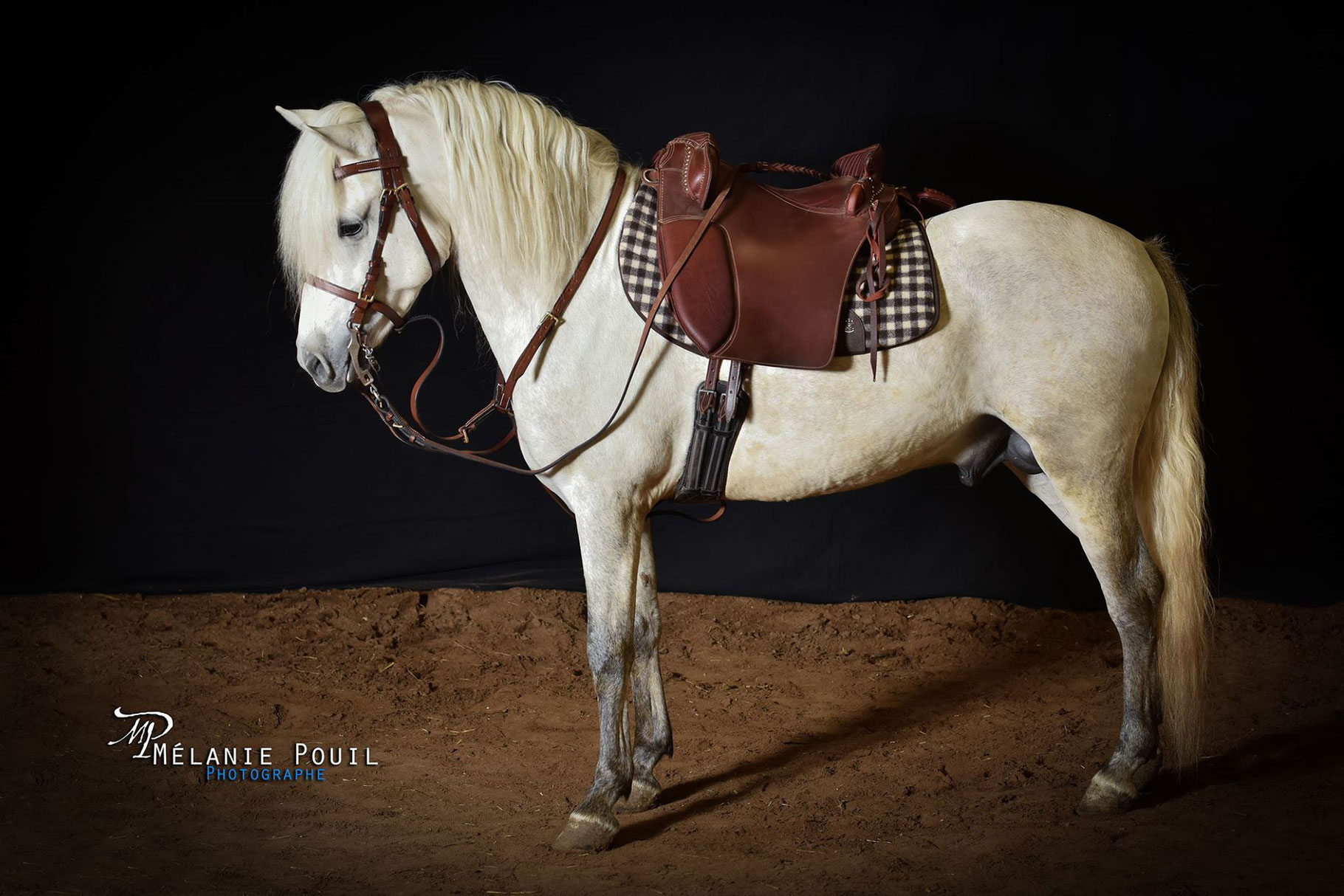 Brides - Sellerie Equestrial - Passionnément cheval