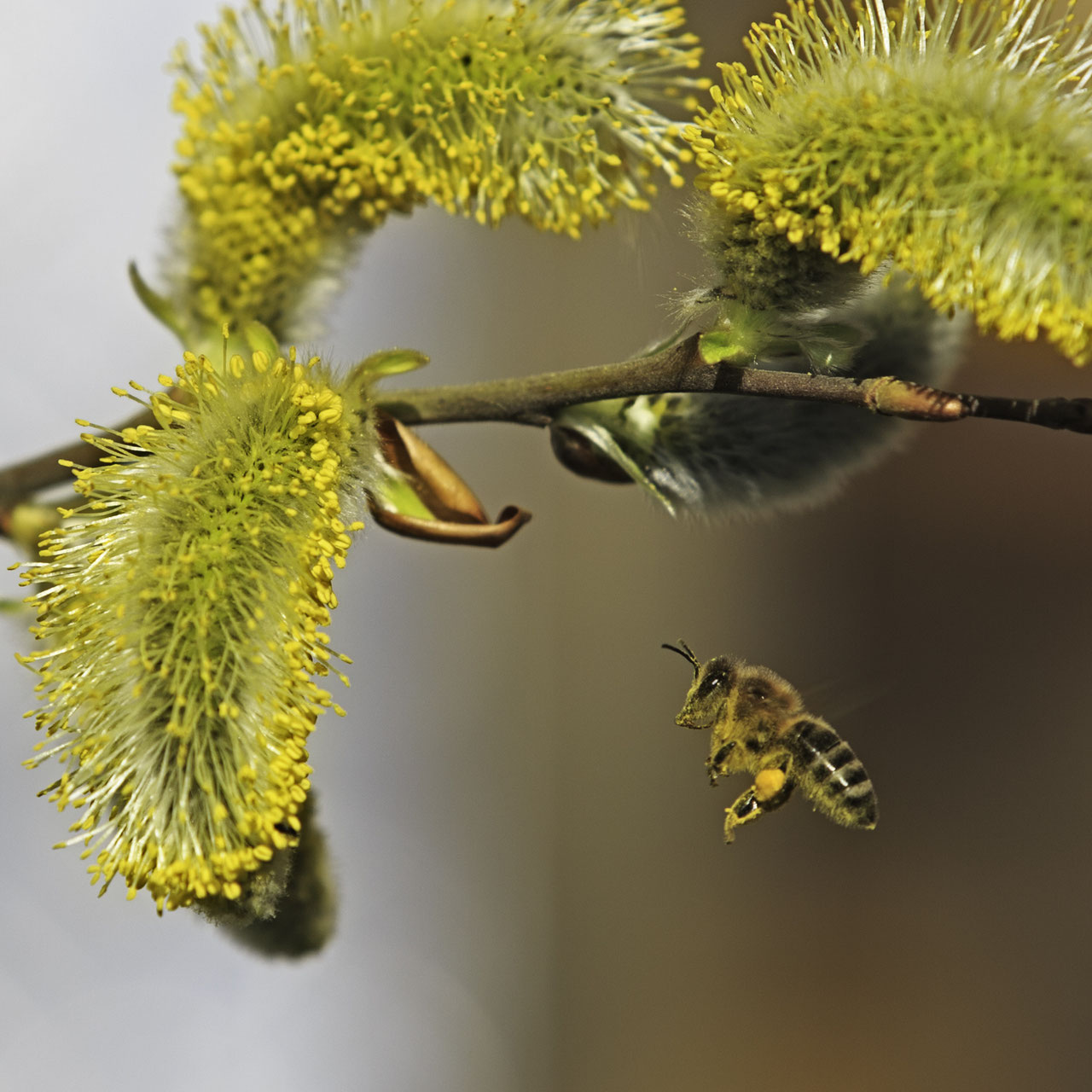 Marone Minze mit Honig - Guten Morgen Honey
