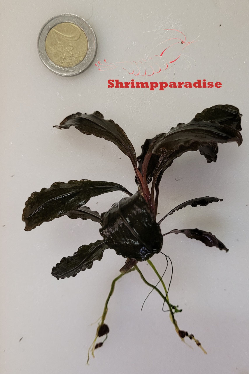 Bucephalandra 'Black leaf'' - Shrimpparadise is de specialist op het ...