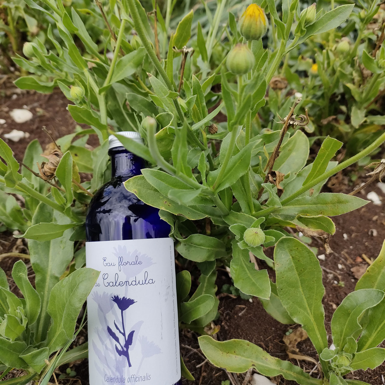 Eaux florales - Hydrolats - - Les Demoiselles du Plateau - Créatrices ...