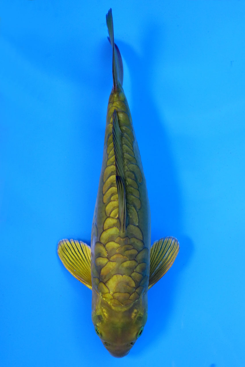 midorigoi koi fish