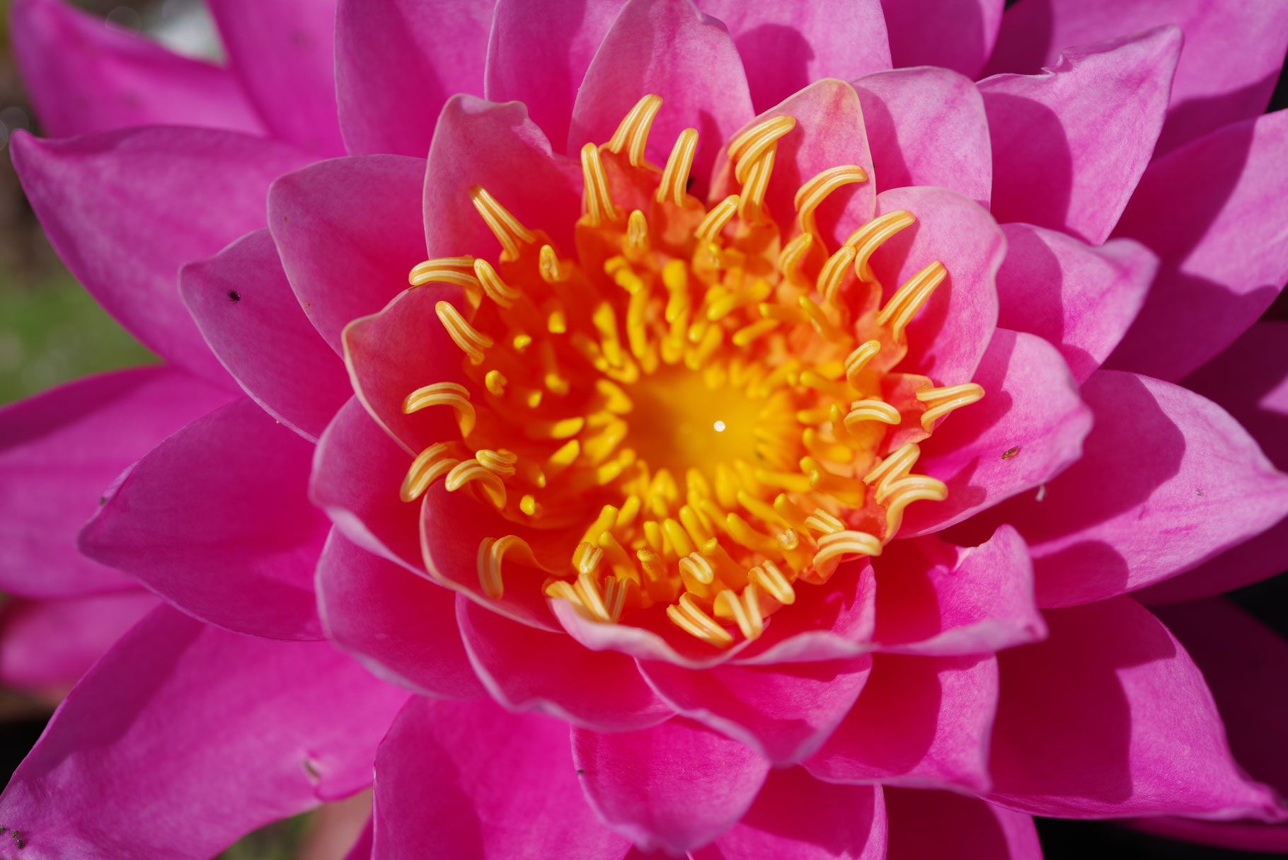 Nymphaea Vincent (Gilles Chaygneaud) 29€ frais de ports offerts dès 40 ...