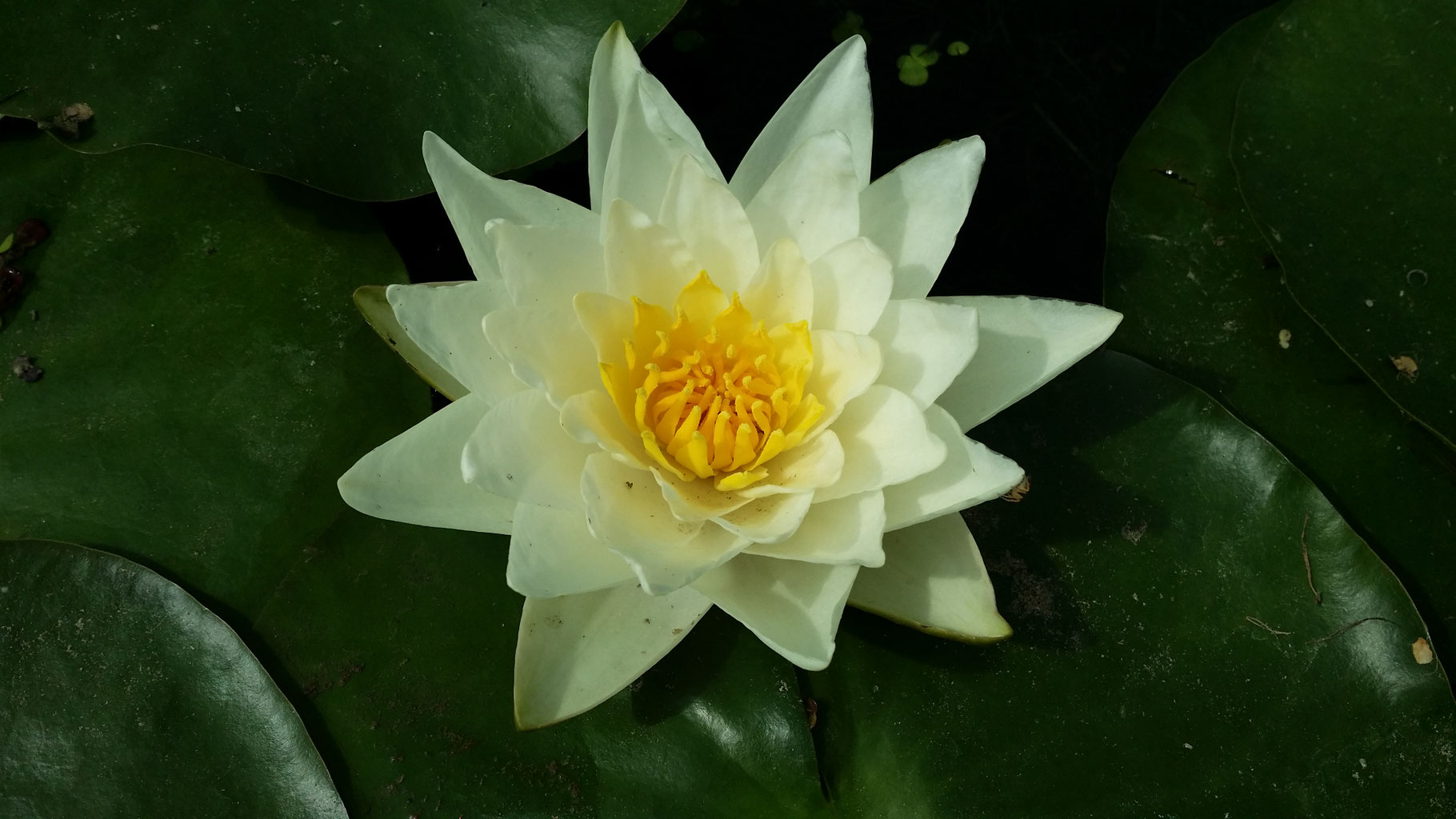 Nymphaea Laura Strawn 40€ frais de ports offerts dès 40€ d'achats en ...