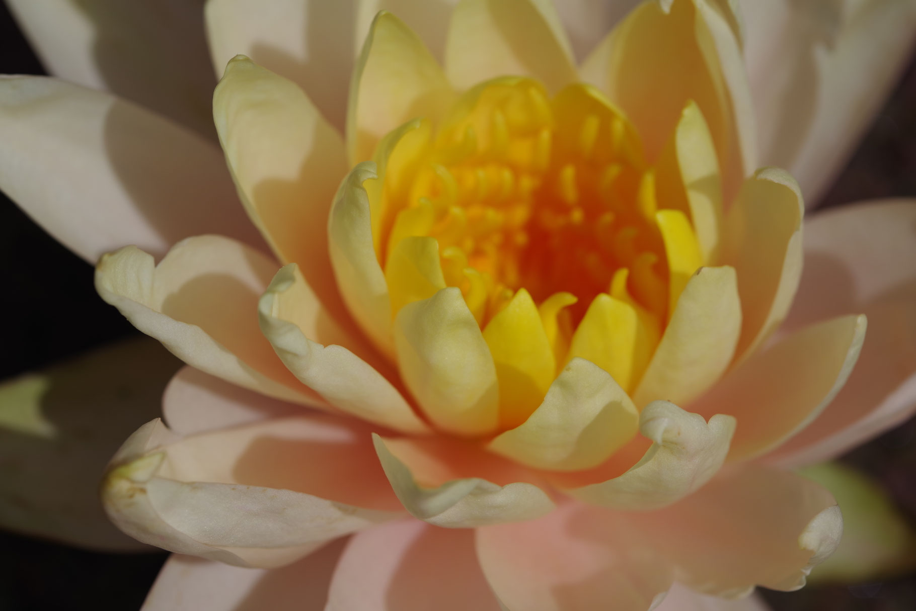 Nymphaea Barbara Davies (Strawn) 22€ frais de ports offerts dès 40€ d ...