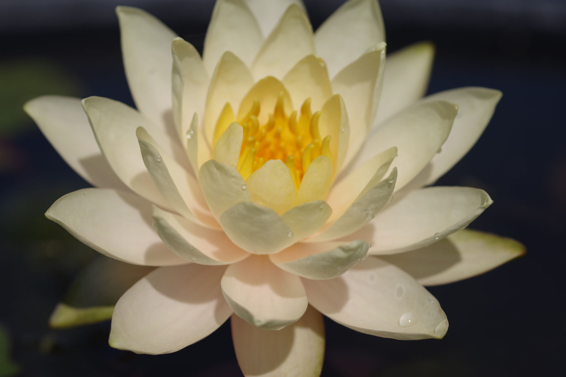 Nymphaea Barbara Davies (Strawn) 22€ frais de ports offerts dès 40€ d ...