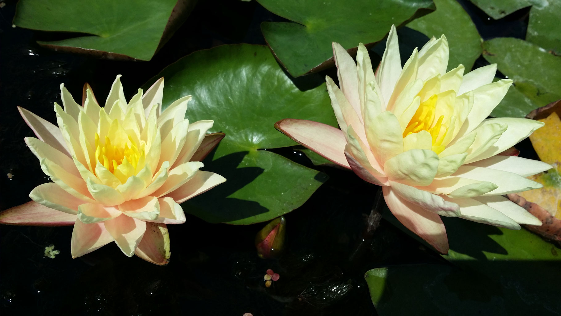 Nymphaea Barbara Davies (Strawn) 22€ frais de ports offerts dès 40€ d ...