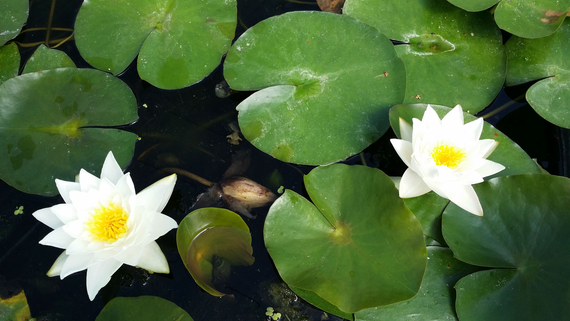 Nymphaea Laura Strawn 40€ frais de ports offerts dès 40€ d'achats en ...