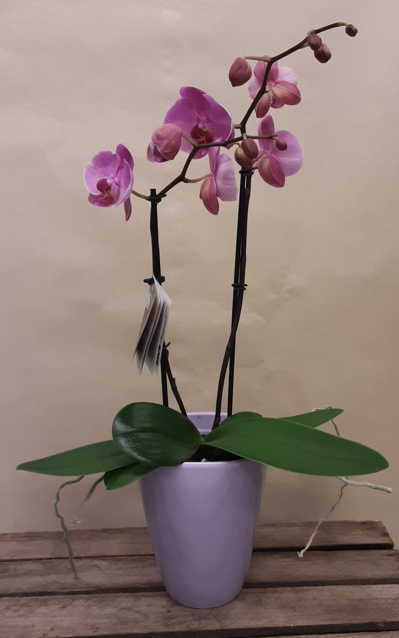 Blumen Egerth OnlineShop - BLUMEN EGERTH KUFSTEIN