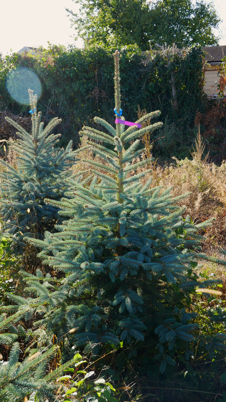 Online Shop - Castrian-Baumschulen