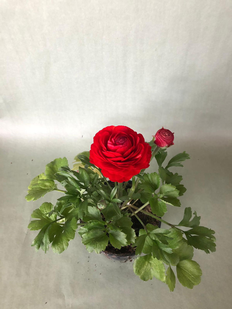 Ranunkeln - Ideen-Gärtnerei Roth