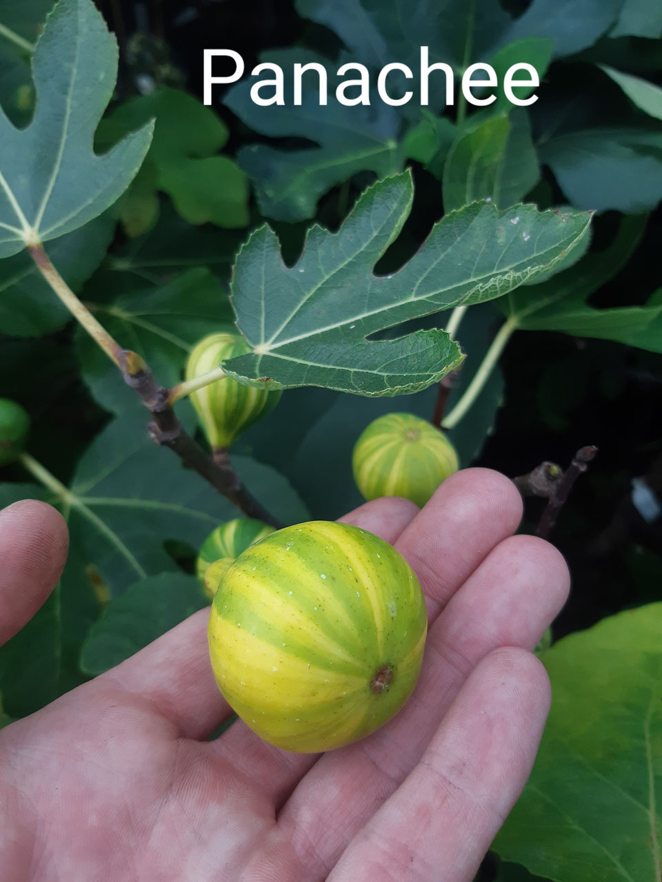 Ficus carica "Feige" - Florians Pawpawschule - Asimina triloba