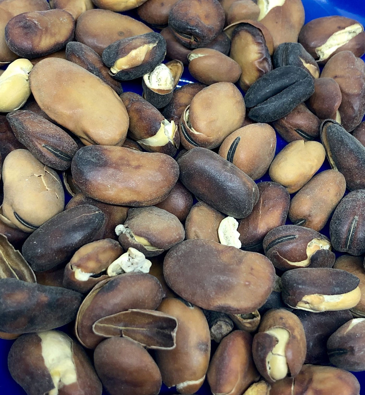 Tostado de Haba - Bolivianita.de