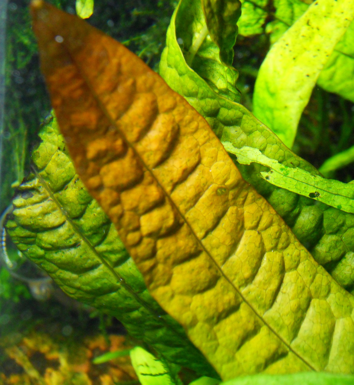 Javafarn 'orange narrow leaf' - shrimpfarm-frankfurt.de