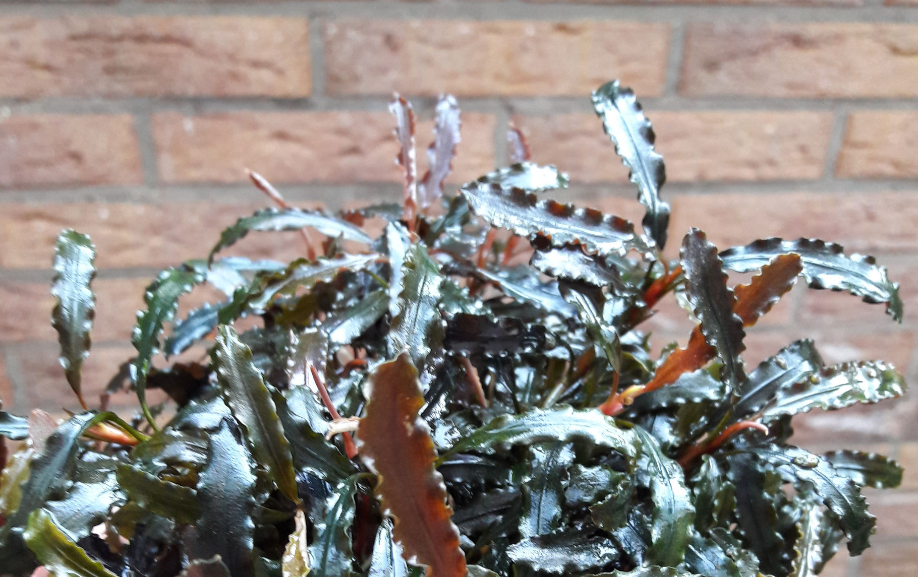 Bucephalandra Velvet Tricolor DNZ - shrimpfarm-frankfurt.de