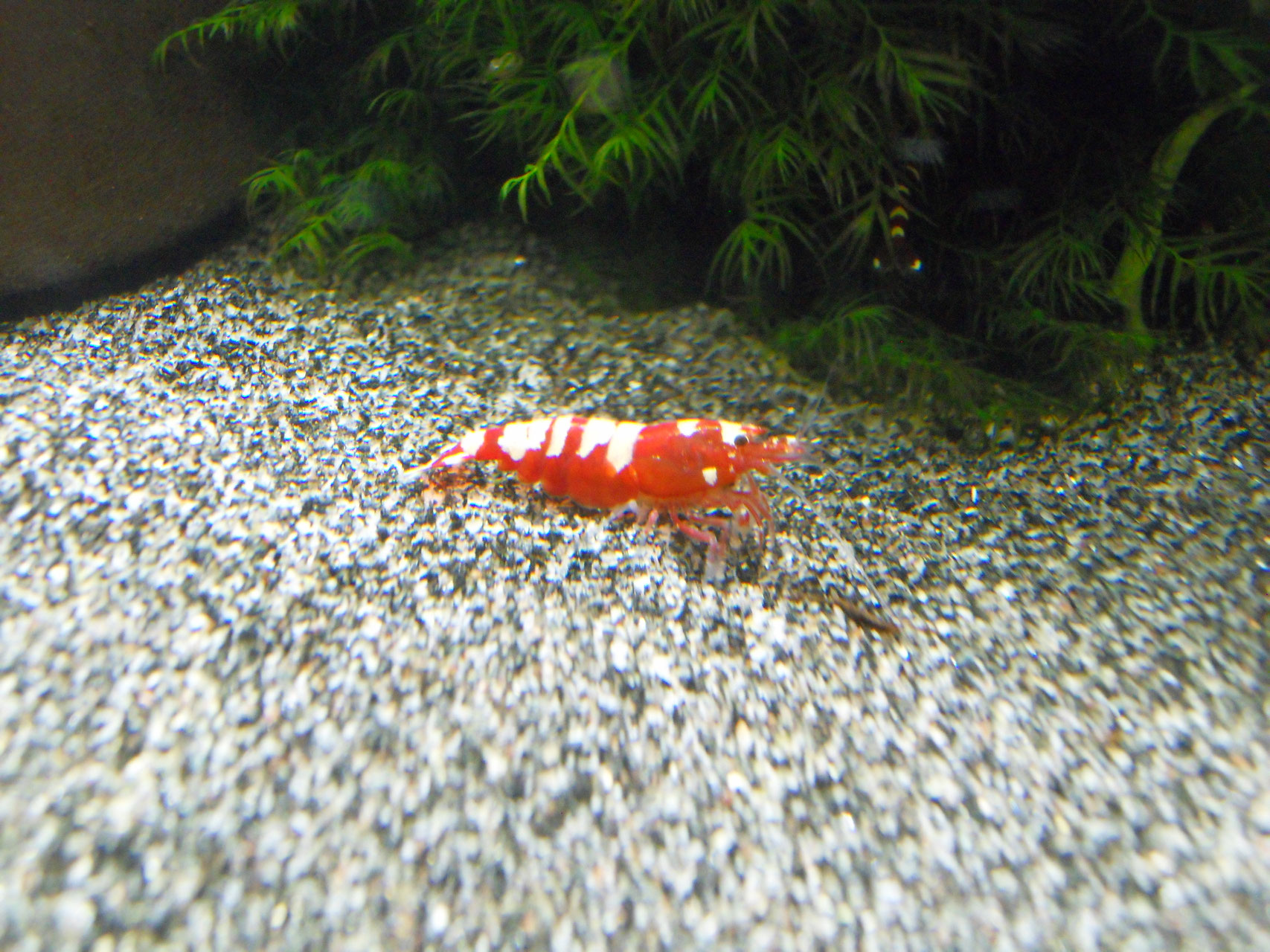 JBL Sansibar Grey Sand - shrimpfarm-frankfurt.de