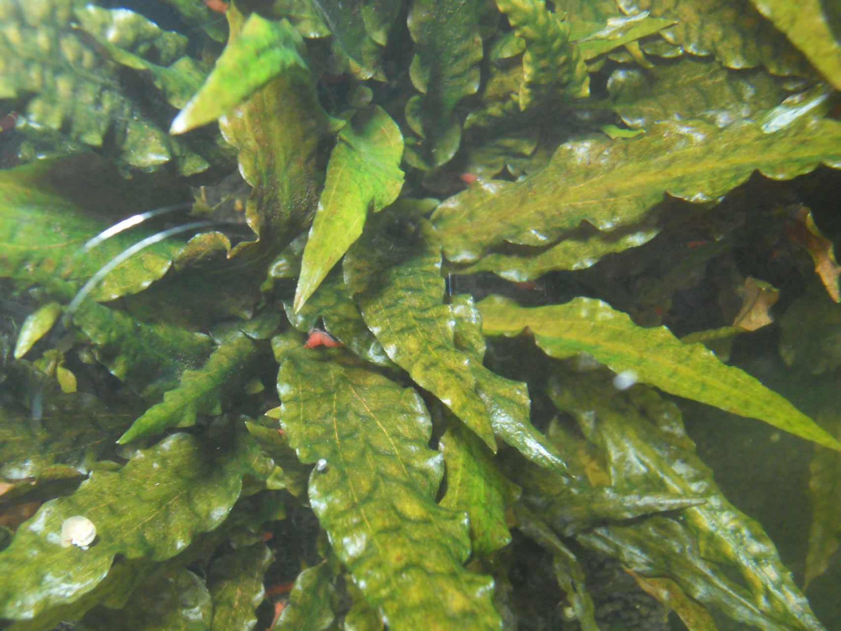 Cryptocoryne Mi Oya (ShrimpfarmFFM) - shrimpfarm-frankfurt.de
