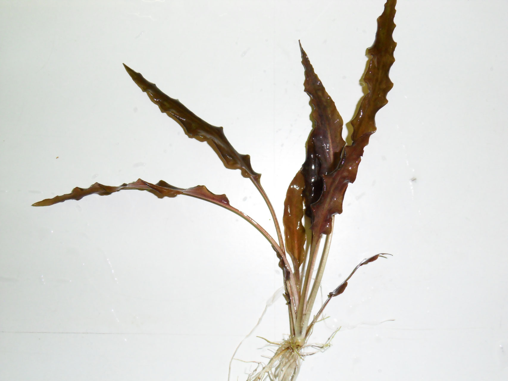 Cryptocoryne Mi Oya (ShrimpfarmFFM) - shrimpfarm-frankfurt.de