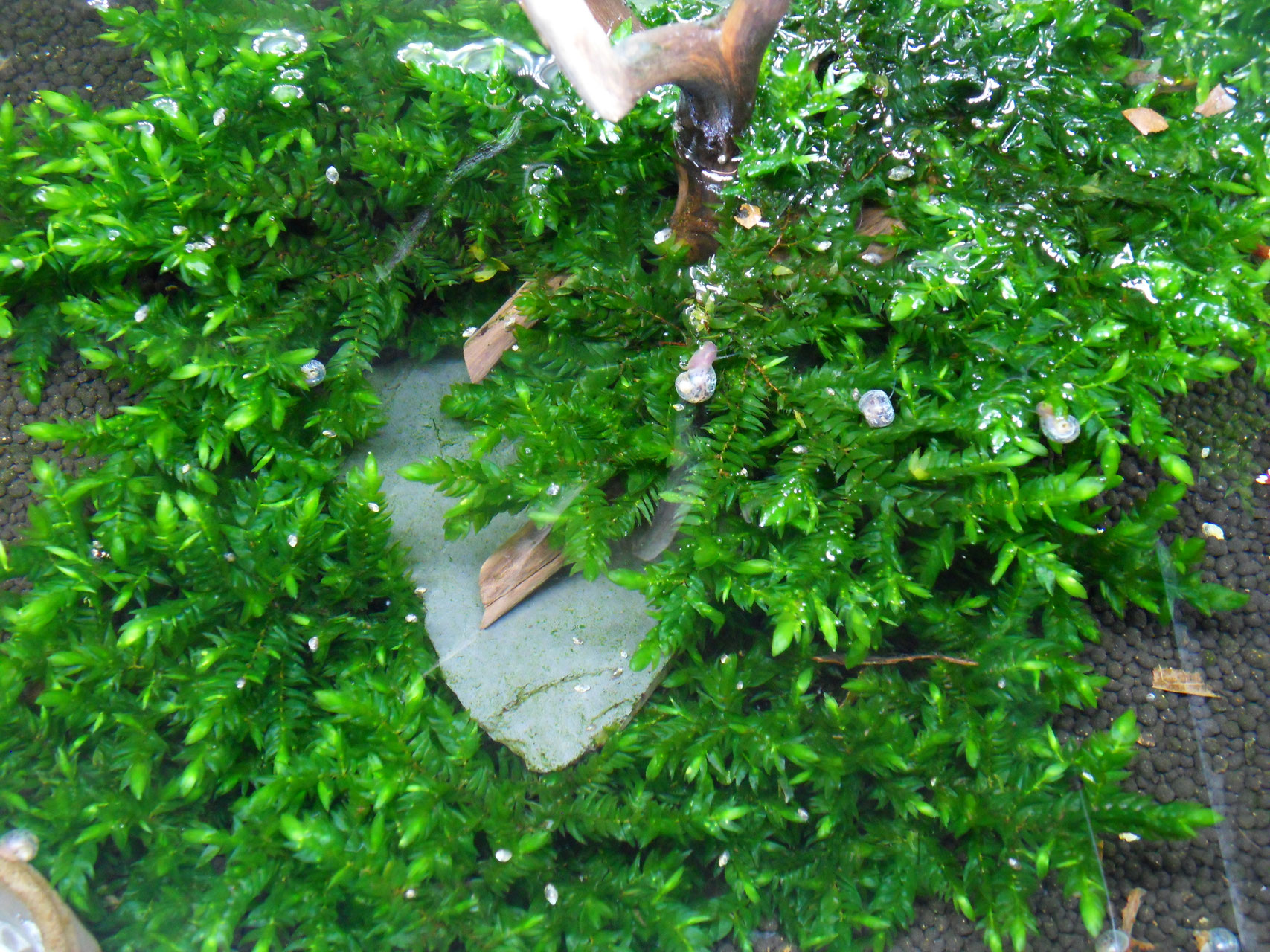 Quellmoos fontinalis antypyretica 100ml: 4,99€ - shrimpfarm-frankfurt.de