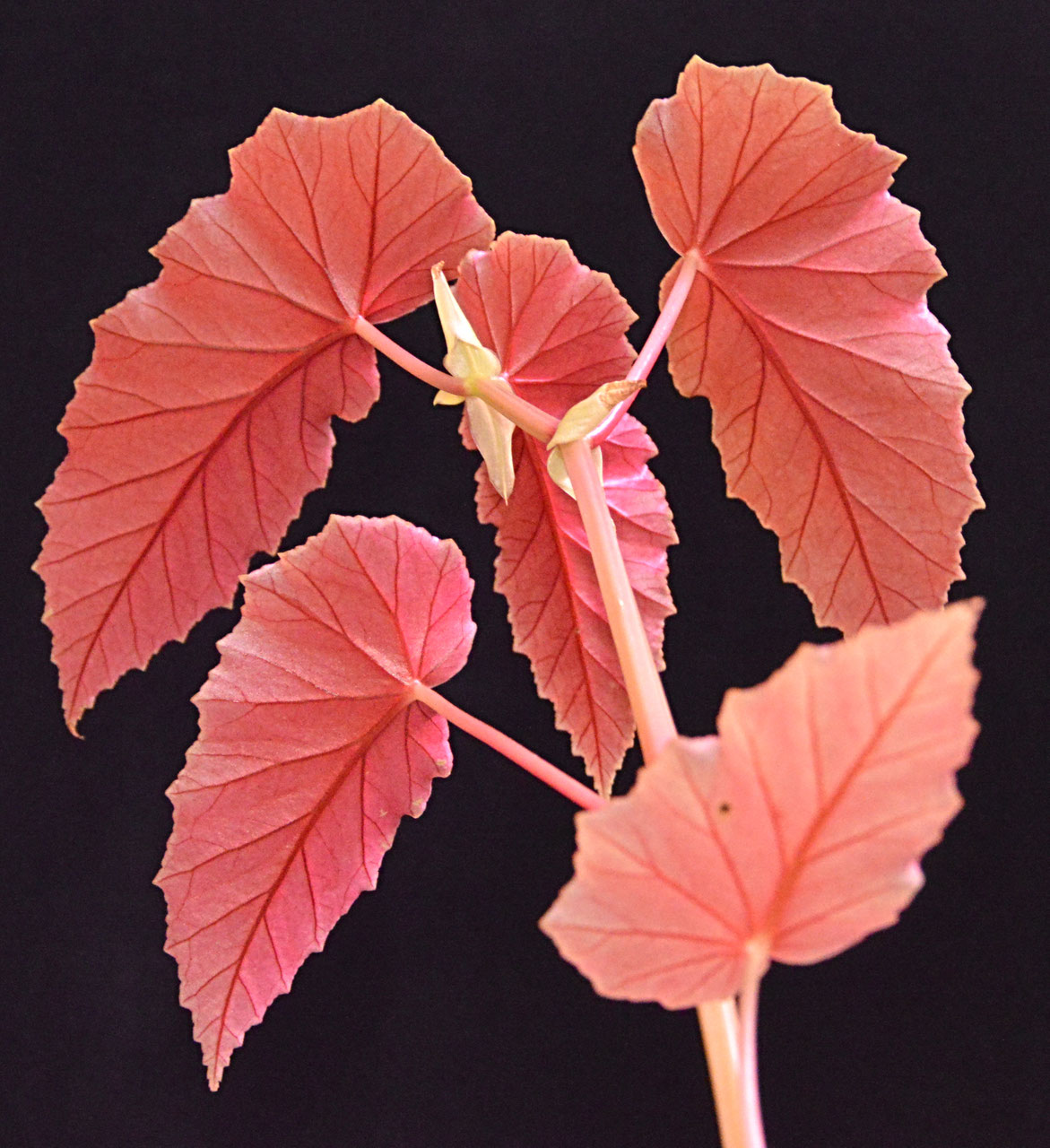 Begonia - rare seed and plant shop - seltene Pflanzen und Samen ...