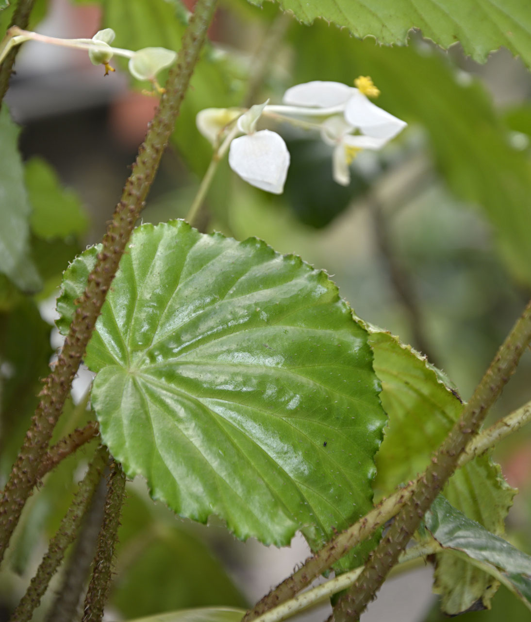 Rare Begonia species Samen Shop - rare seed and plant shop - seltene ...