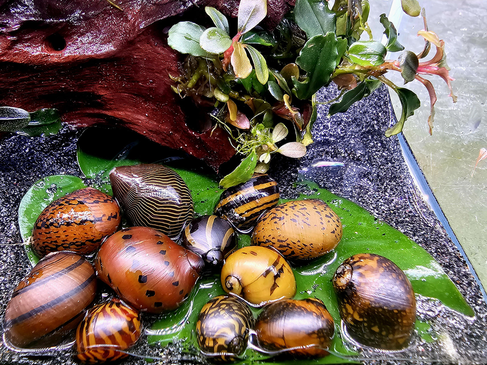 Rennschnecke Nerritina Bunte Tüte - effektiver Algenfresser im Aquarium ...
