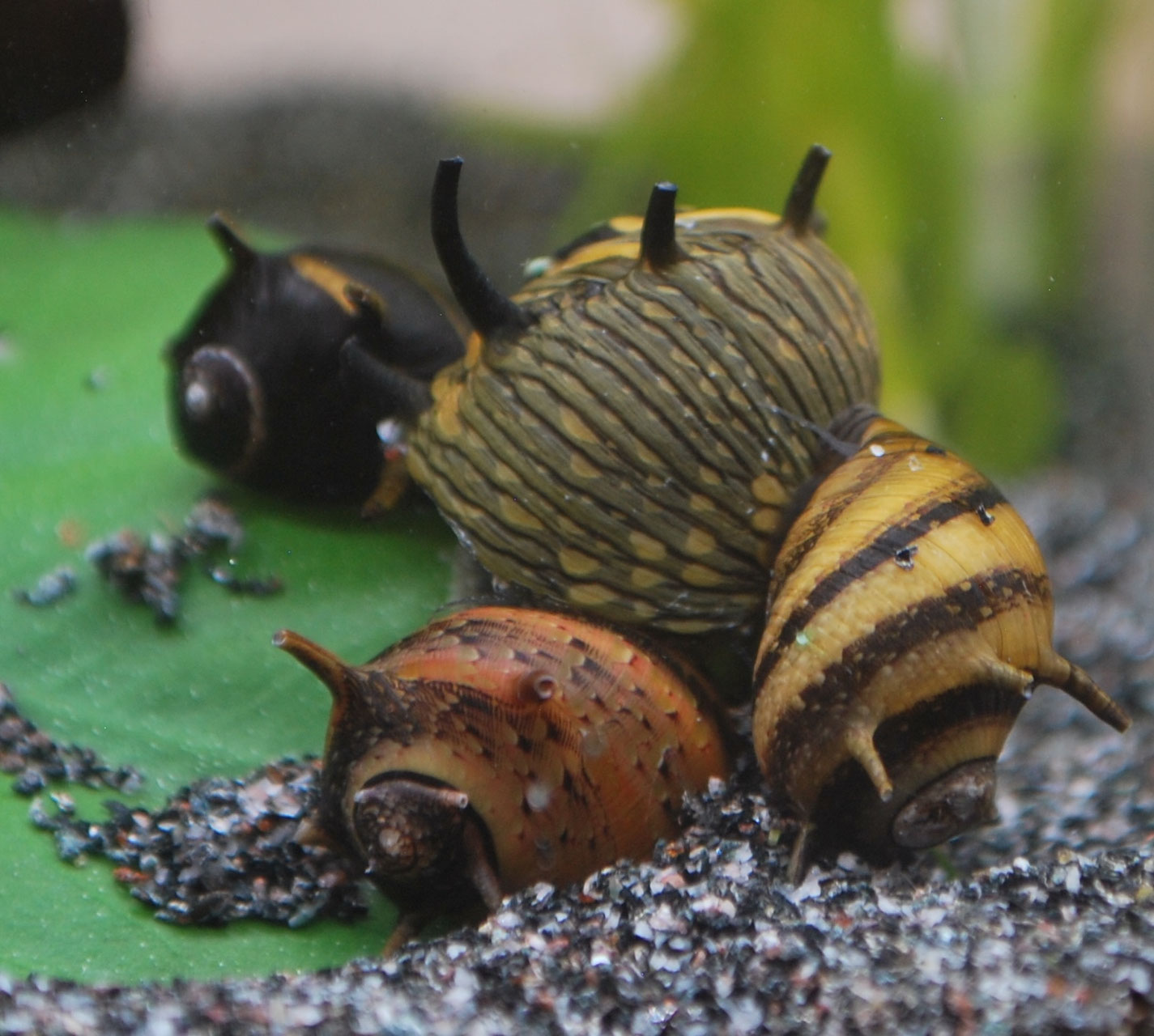 Clithon Geweihschnecke Bunt – Bunter Algenfresser für Aquarium ...