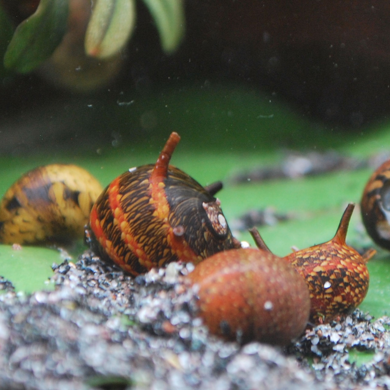 Clithon Geweihschnecke Bunt – Bunter Algenfresser für Aquarium ...