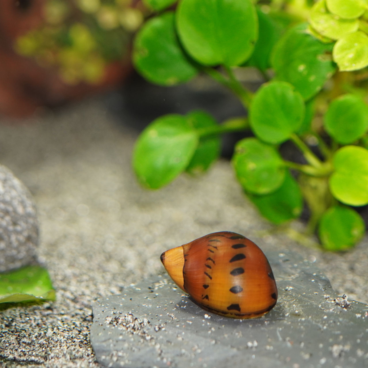 Orange Track Rennschnecke - dekorative Algenfresser für das Aquarium ...
